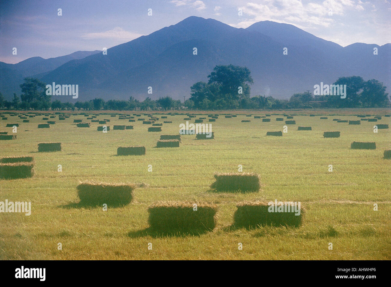 Curing hay Banque de photographies et d’images à haute résolution - Alamy