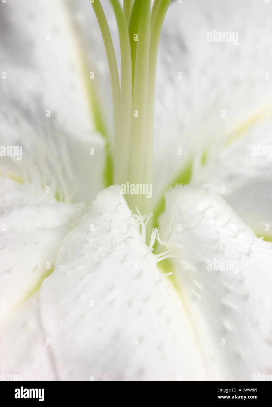 Lilium close up Banque de photographies et d’images à haute résolution - Alamy