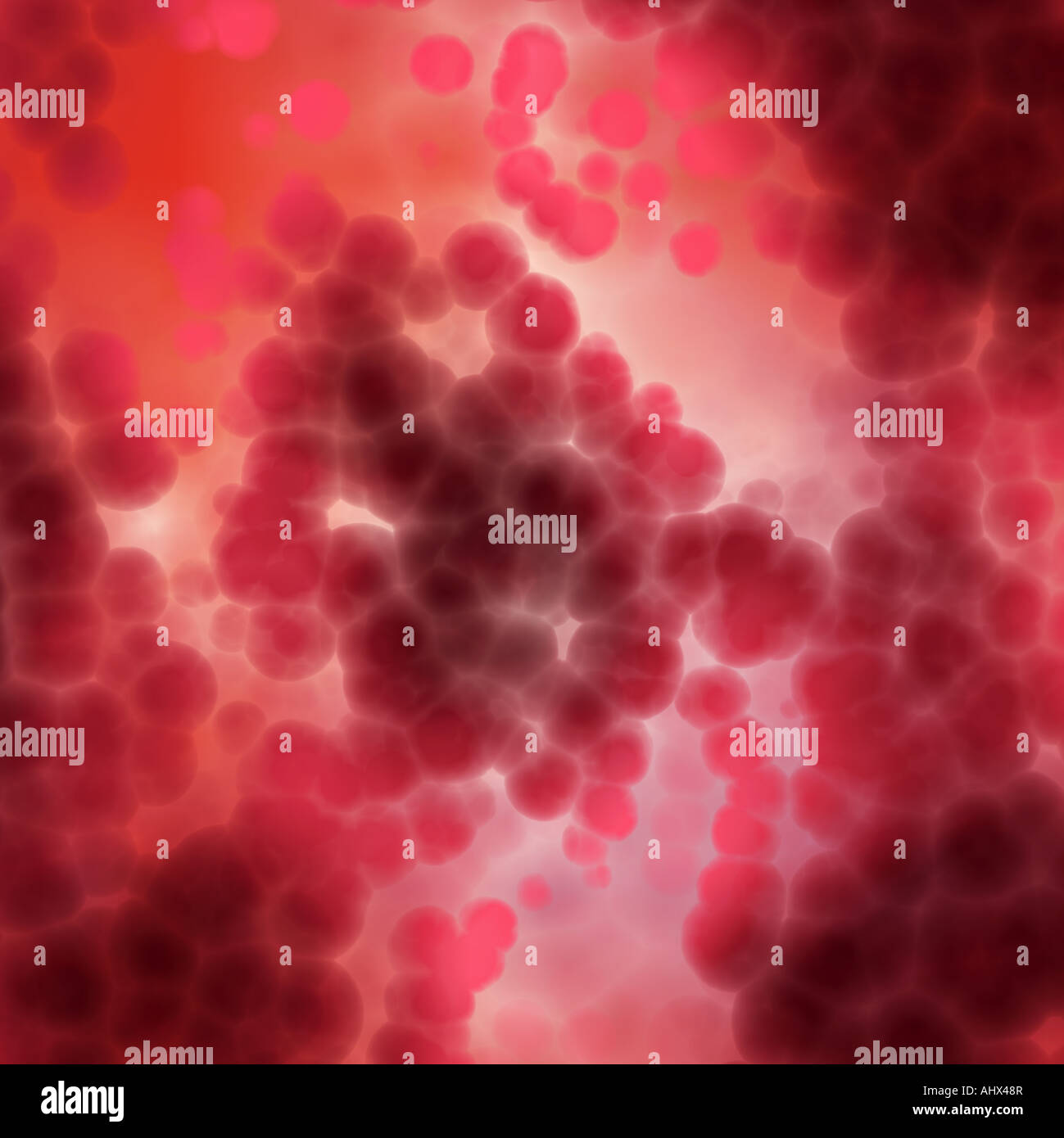 Red blood cell microscope Banque de photographies et d’images à haute ...