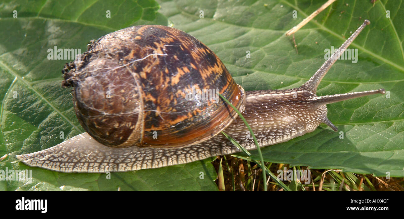 Escargot et feuille Banque de photographies et d’images à haute ...