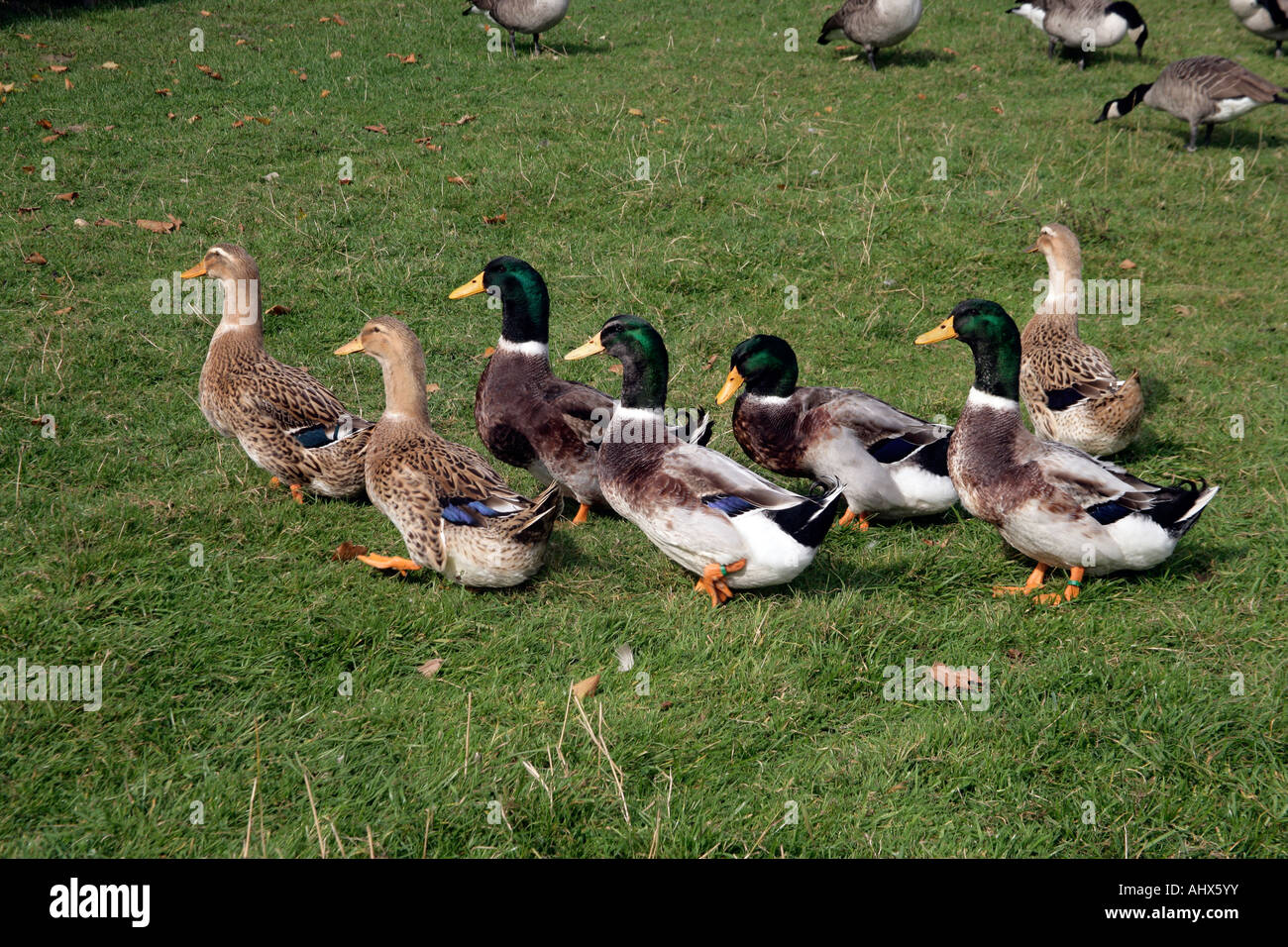 Canard de rouen Banque de photographies et d’images à haute résolution ...