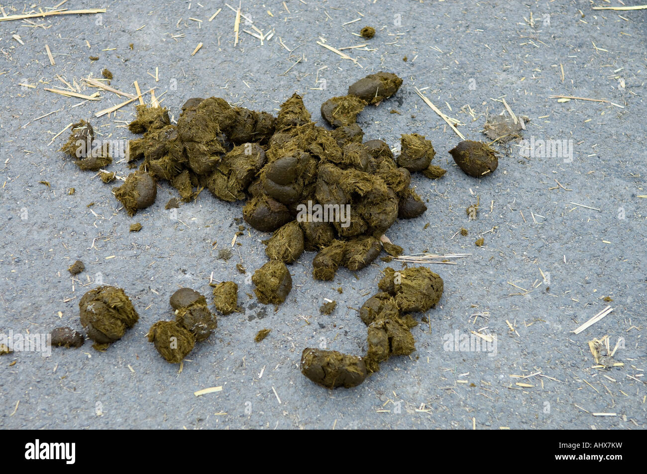 Crottes D'animaux Banque d'image et photos - Alamy