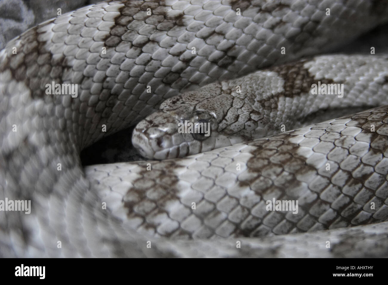 Eastern diamondback rattlesnake Banque de photographies et d’images à ...