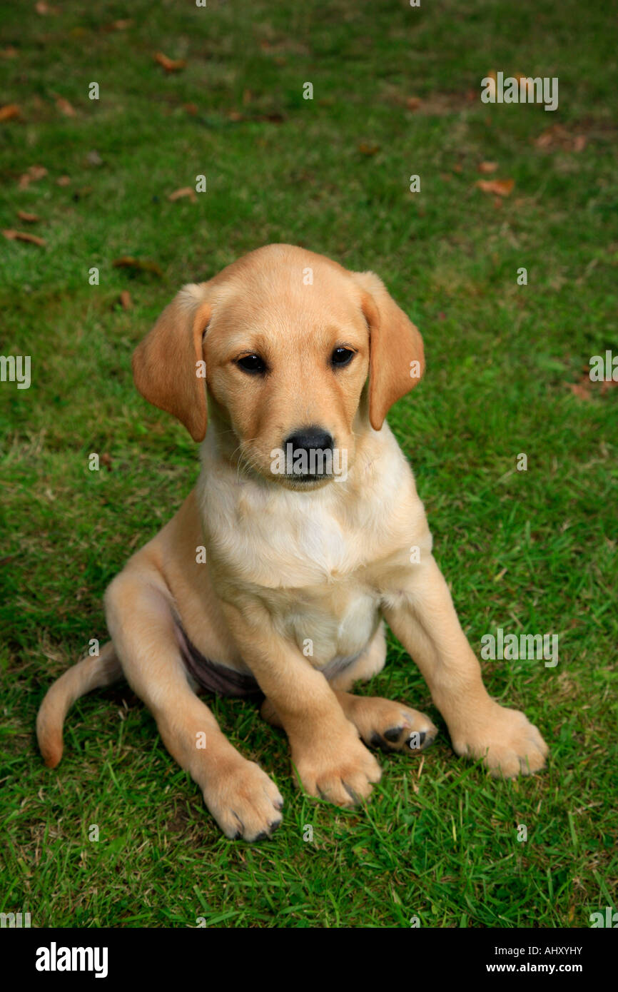Arbre généalogique Golden Labrador Puppy sitting on grass watchfull ...