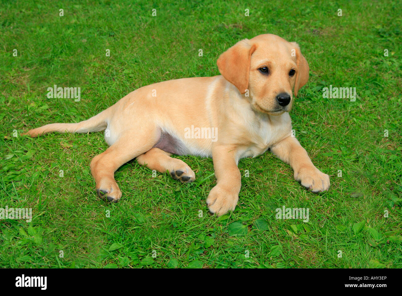 Arbre généalogique Golden Labrador Puppy sitting on grass watchfull ...