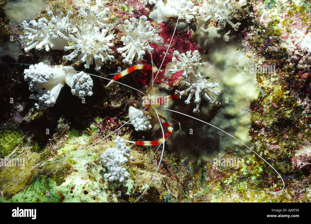 Crevette plus propre dans la mer rouge Banque de photographies et d ...