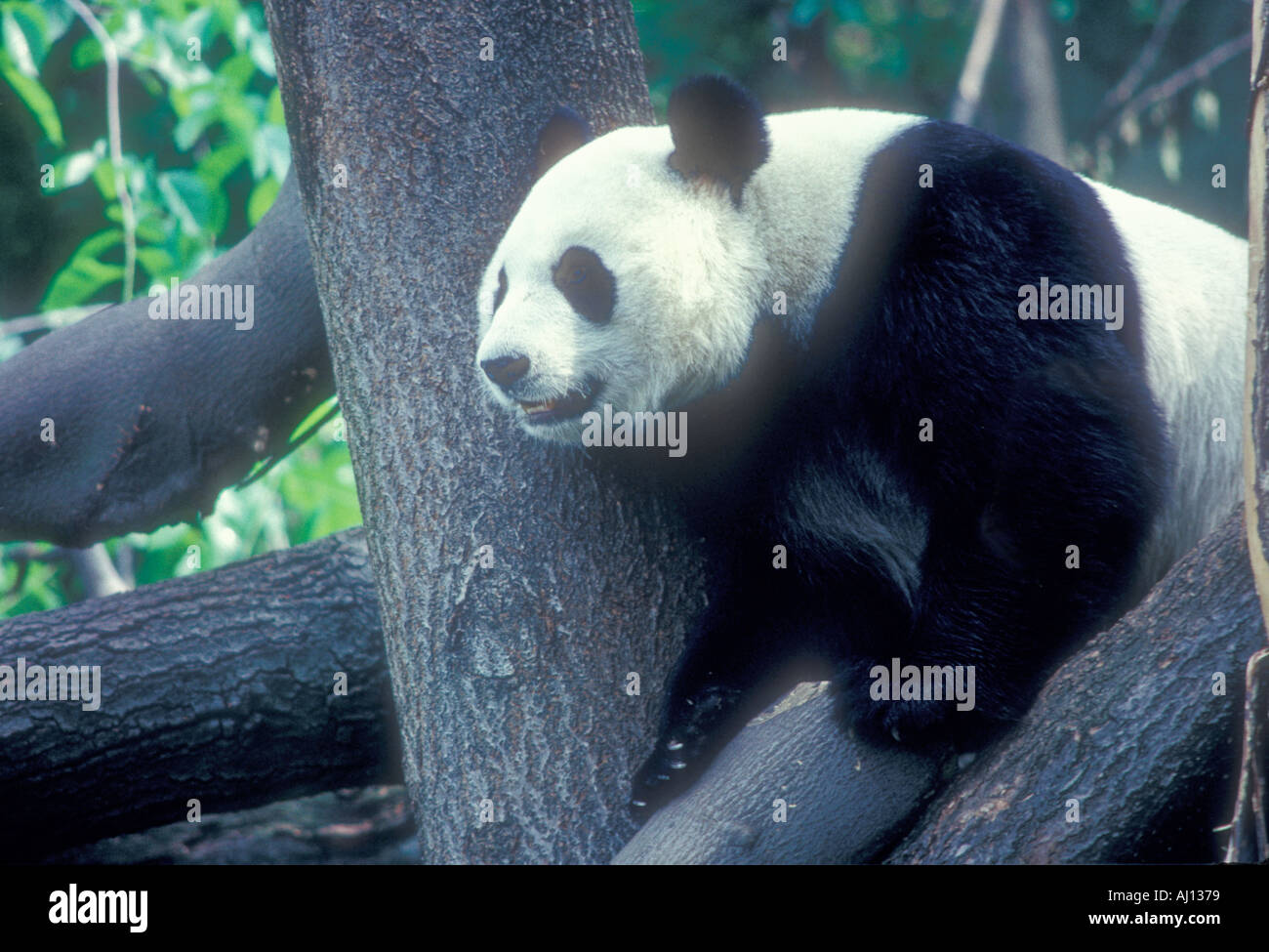 Ourson panda Banque de photographies et d’images à haute résolution - Alamy