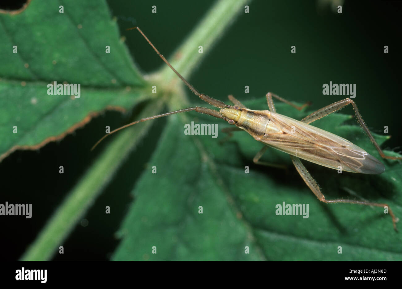 Stenodema laevigatum Banque de photographies et d’images à haute ...
