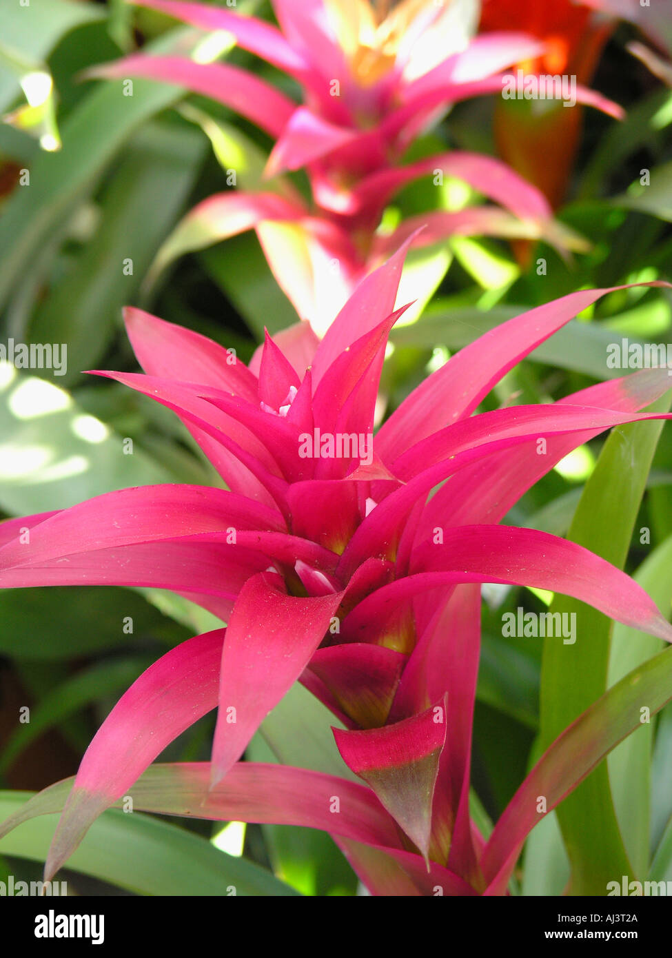 Guzmania sp Banque de photographies et d’images à haute résolution - Alamy