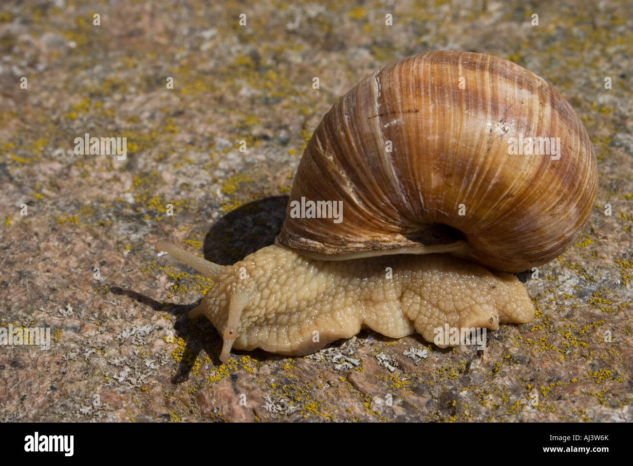 Mollusca gastropoda Banque de photographies et d’images à haute ...