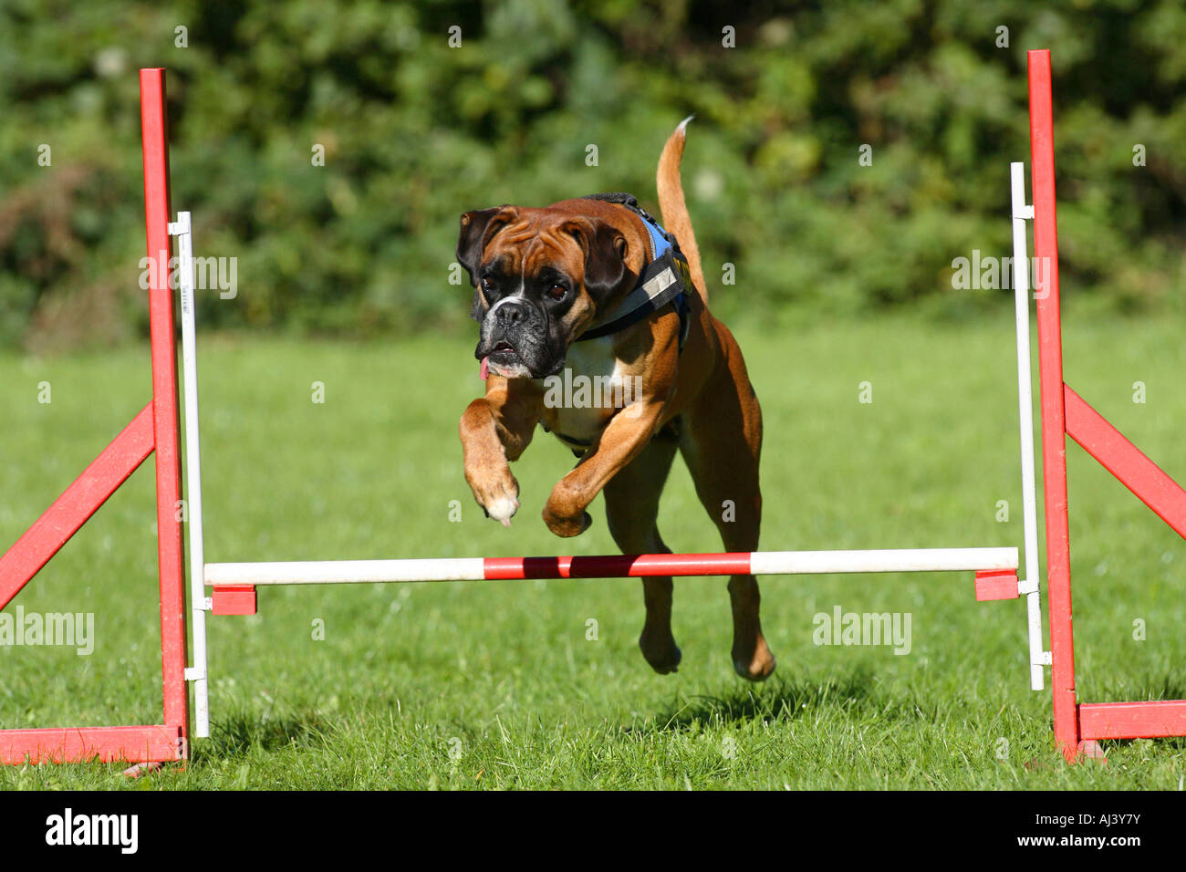 Boxer dog jumping Banque de photographies et d’images à haute ...