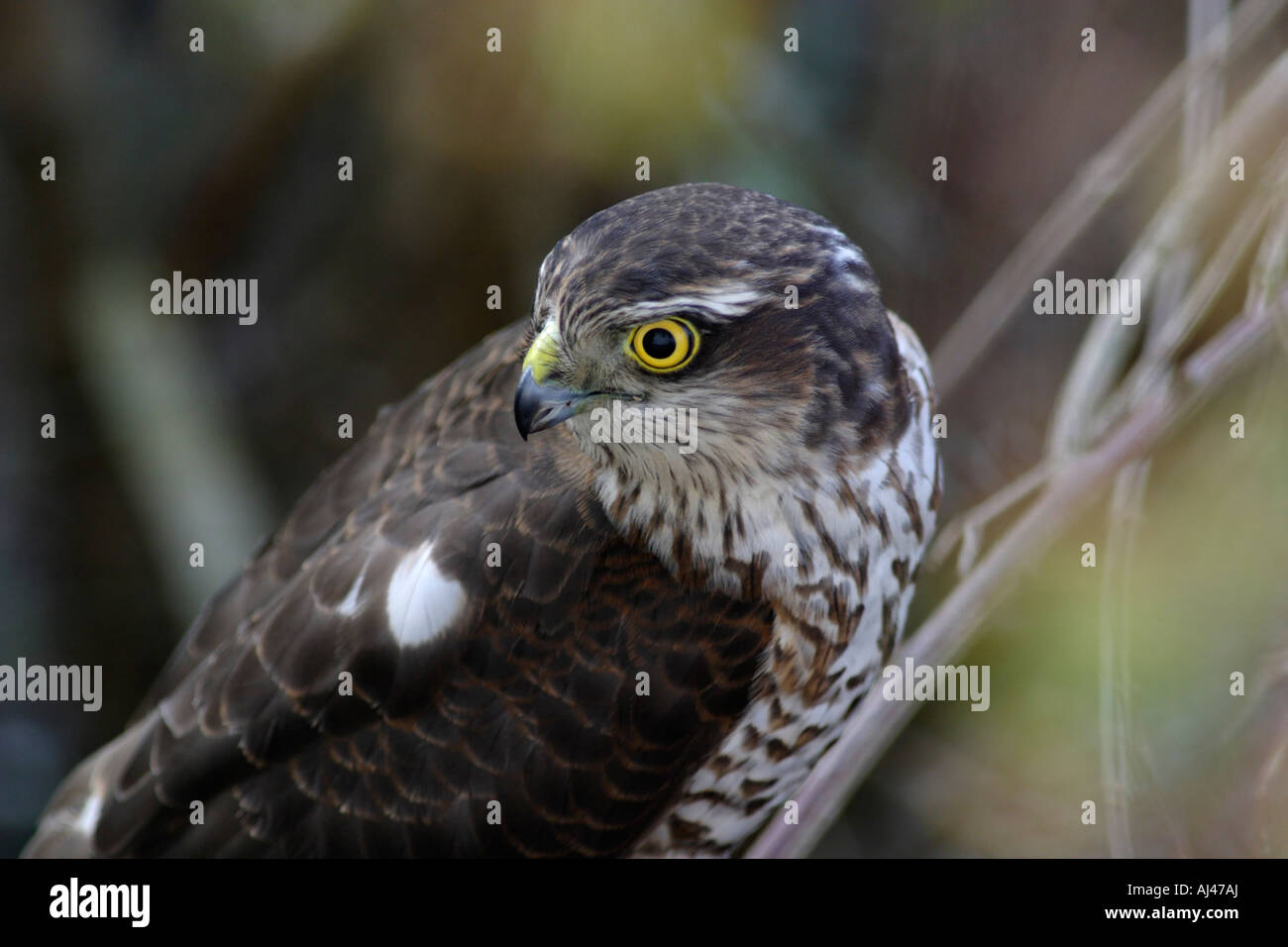 Petit rapace Banque de photographies et d’images à haute résolution - Alamy