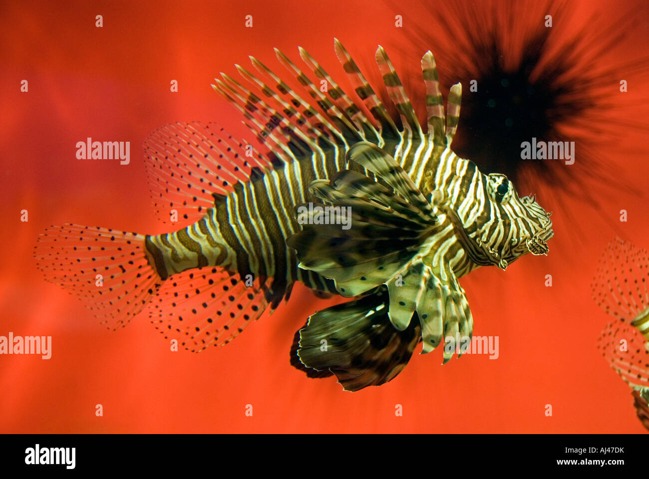 Poisson lion Banque de photographies et d’images à haute résolution - Alamy