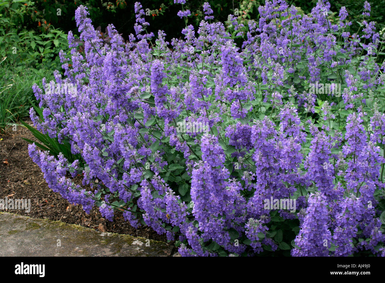Nepeta racemosa catmint Banque de photographies et d’images à haute ...