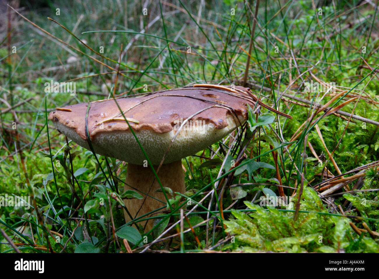 Bolete boletus edulis Banque de photographies et d’images à haute ...