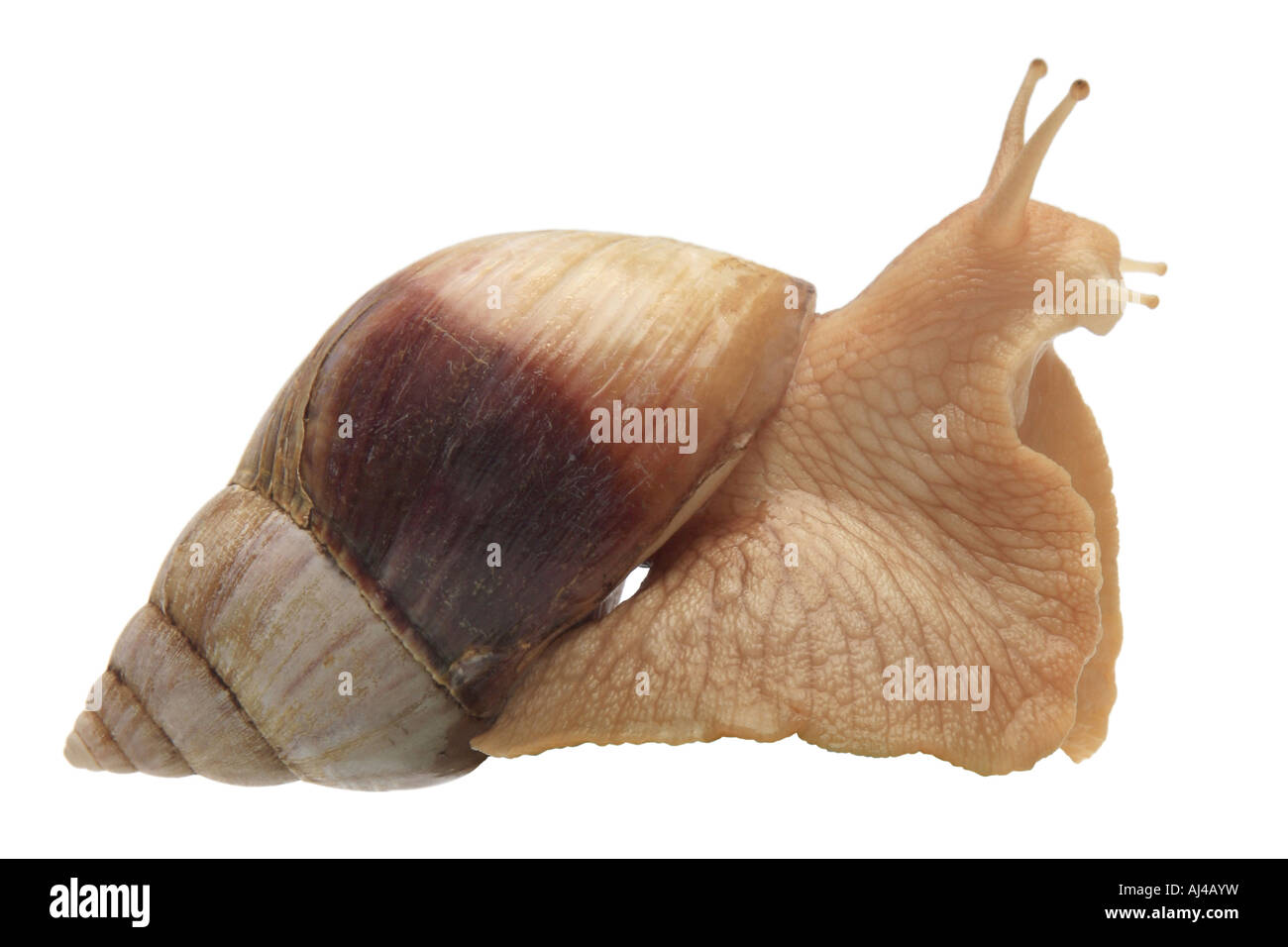 Escargot géant africain Banque de photographies et d’images à haute ...