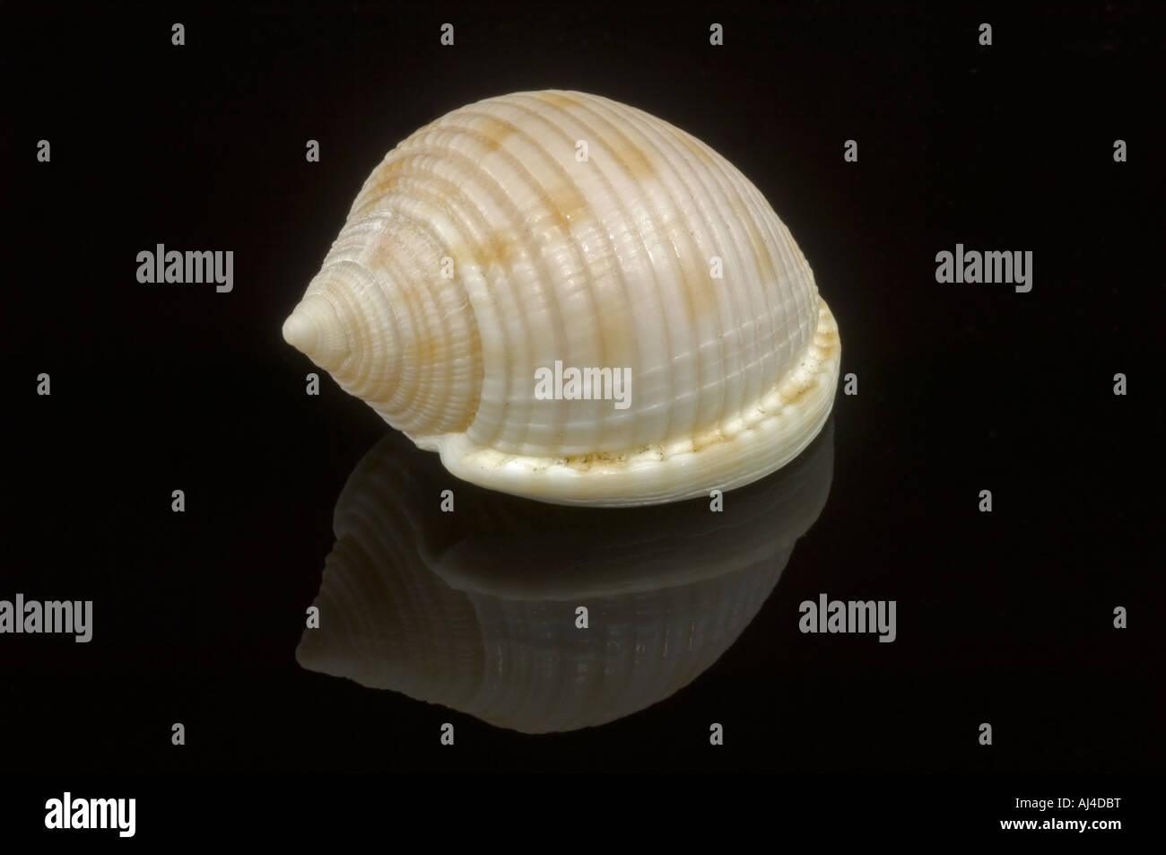 Phalium granulatum Banque de photographies et d’images à haute ...