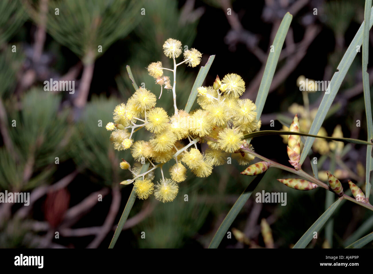 Les acacias Banque de photographies et d’images à haute résolution - Alamy