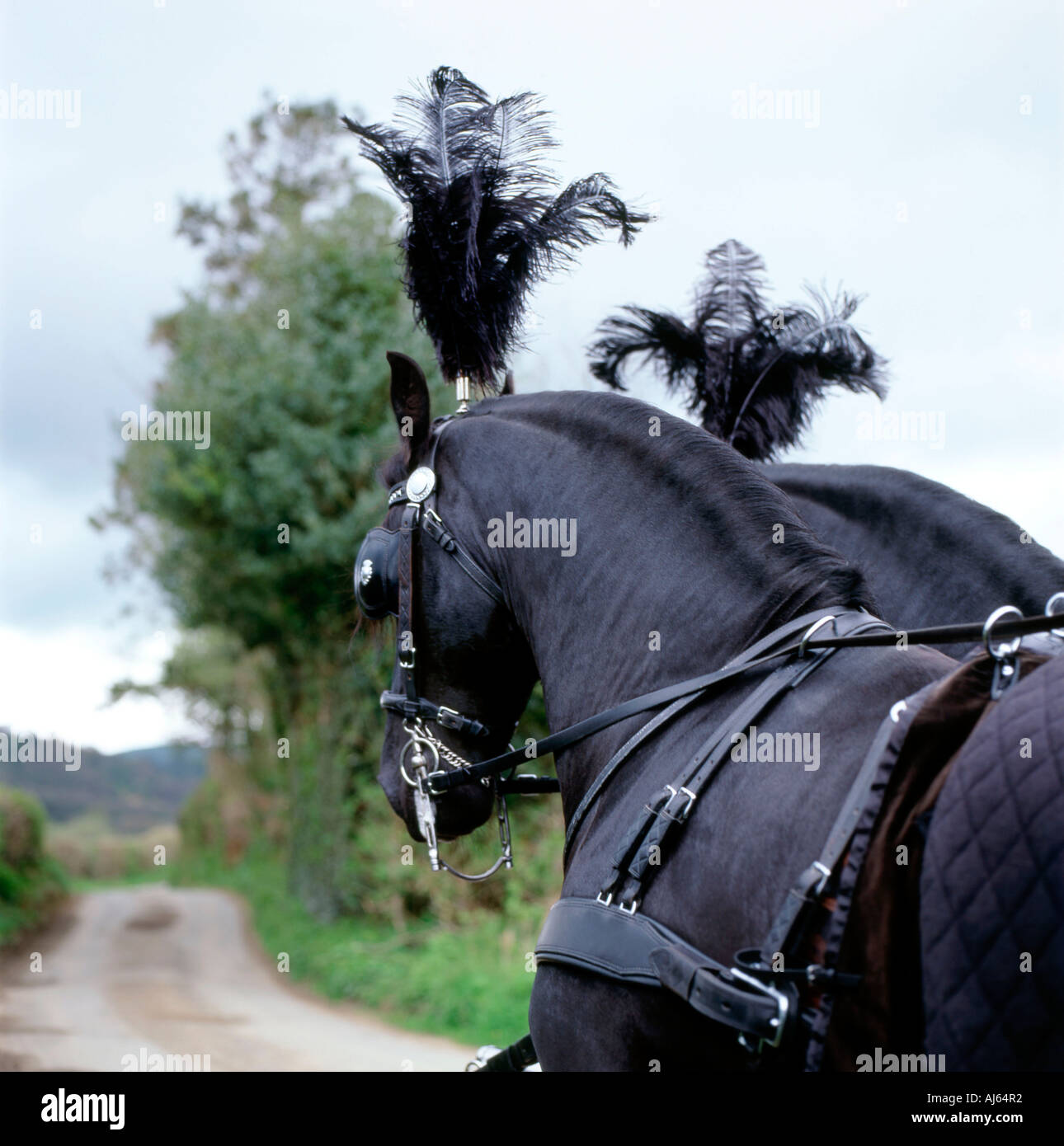 Cheval frison chevaux Banque de photographies et d’images à haute ...