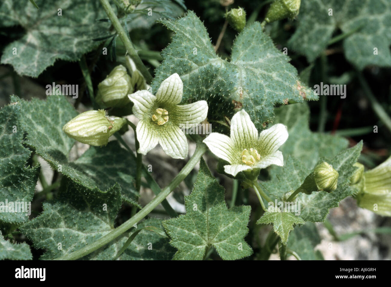 Bryonia cretica dioica Banque de photographies et d’images à haute ...