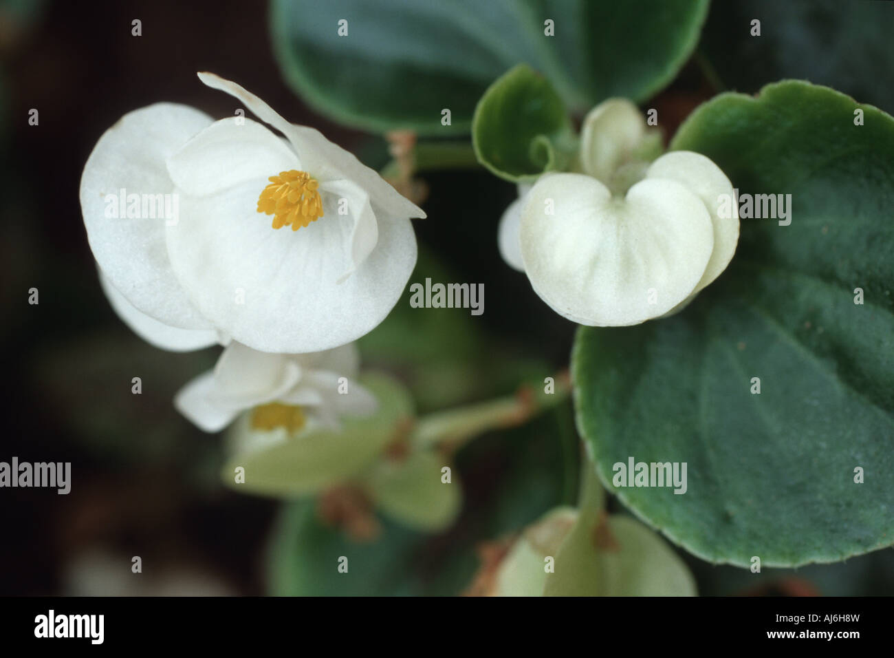 Begonia cucullata cucullata Banque de photographies et d’images à haute ...