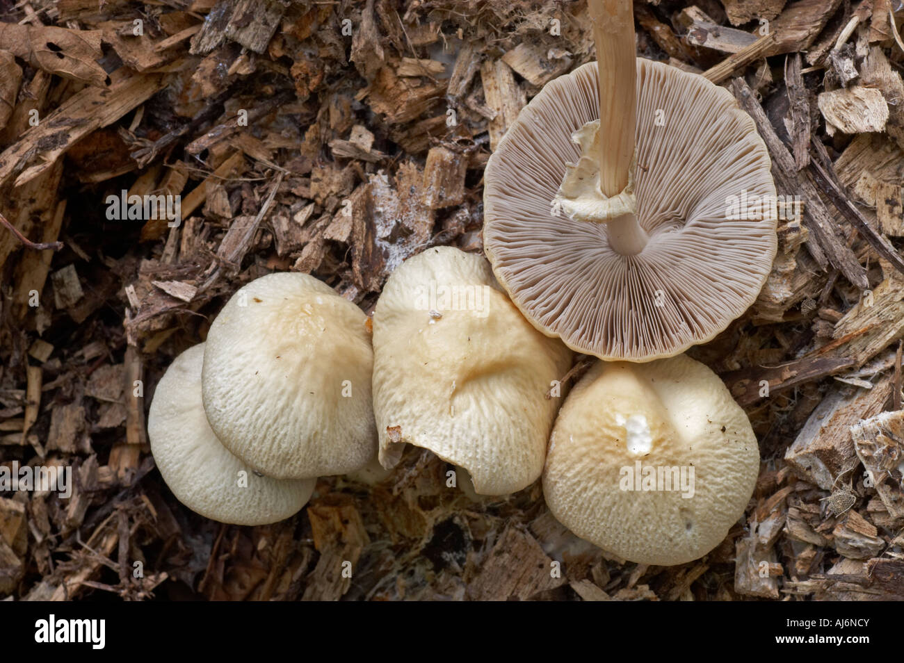 Agrocybe rivulosa Banque de photographies et d’images à haute ...
