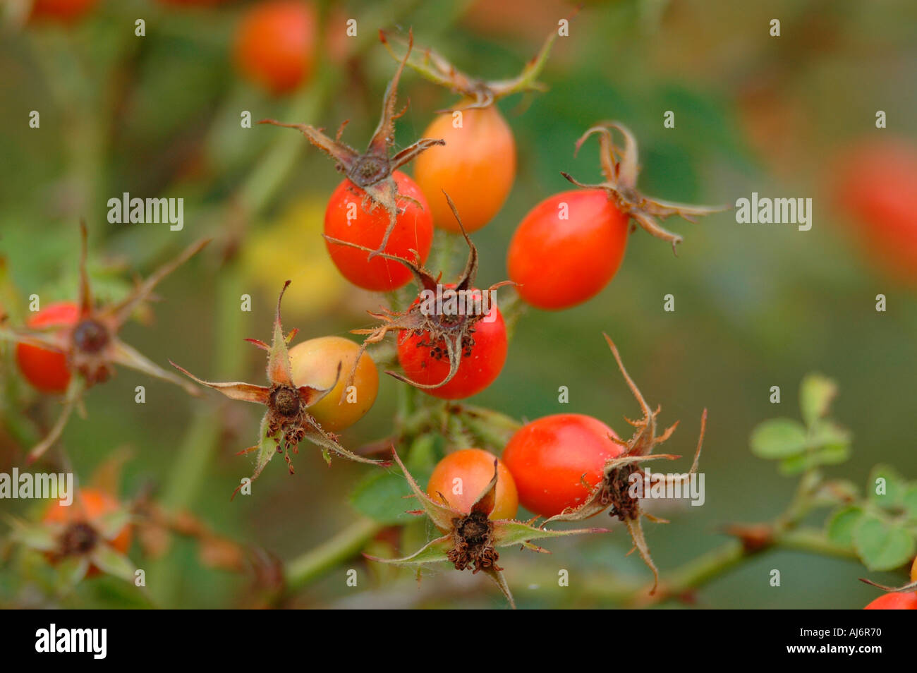 Automne rosa canina Banque de photographies et d’images à haute ...