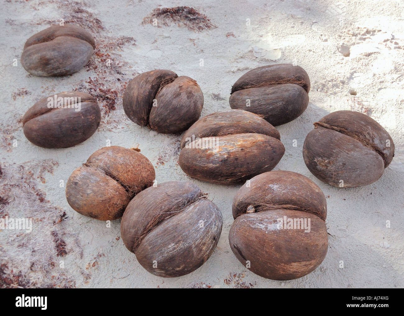 Coco de mer seed lodoicea Banque de photographies et d’images à haute ...