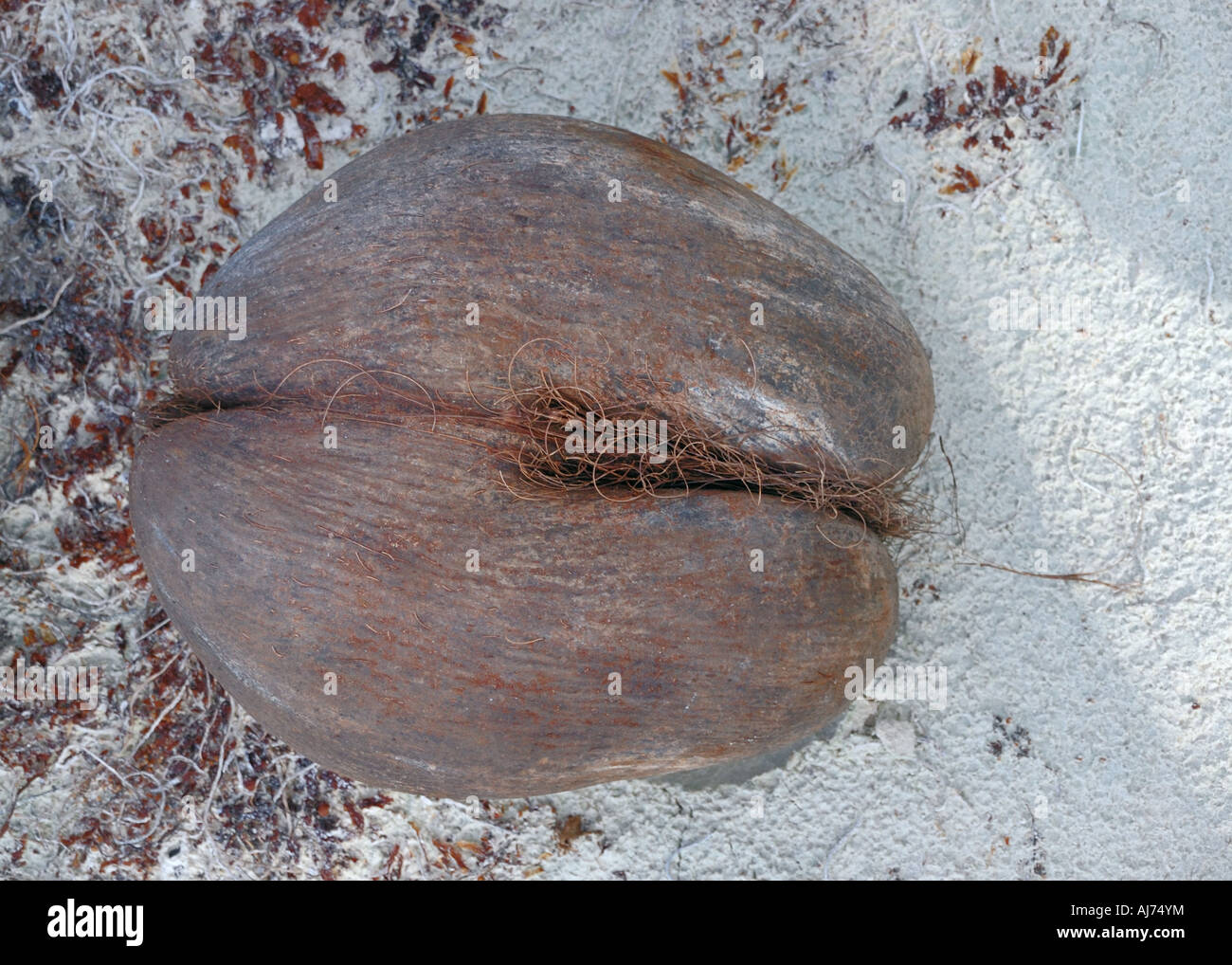 Coco de Mer à maturité écrou sans son enveloppe Photo Stock - Alamy