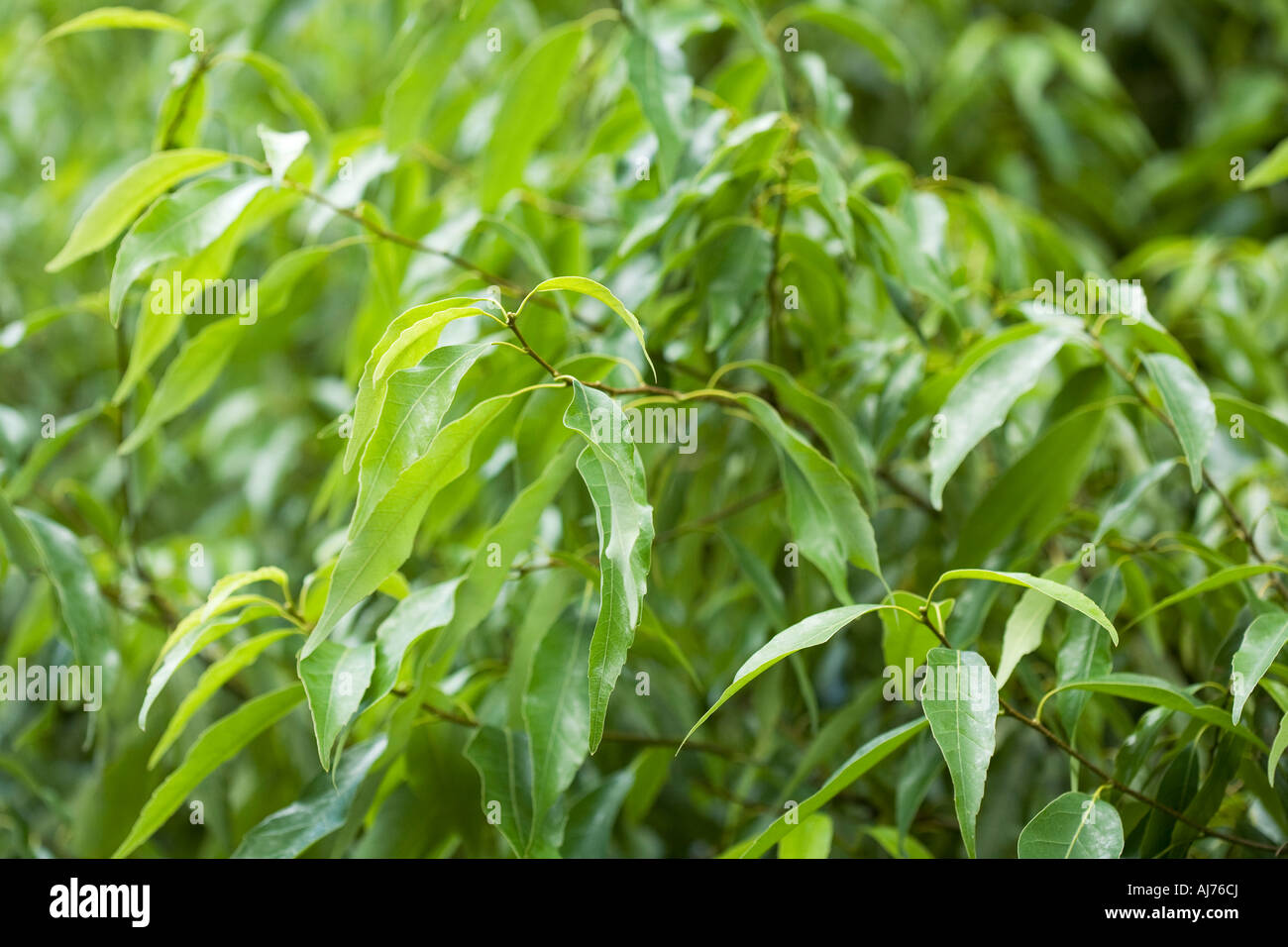 Chinese evergreen oak Banque de photographies et d’images à haute ...
