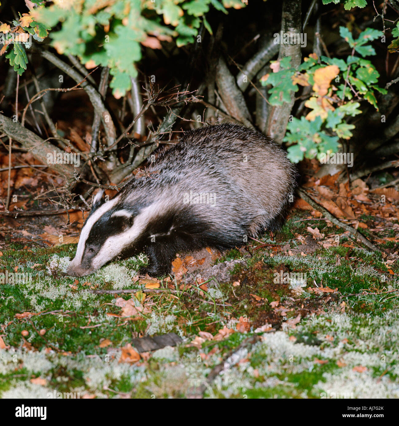Blaireau européen Meles meles Blaireau Photo Stock - Alamy