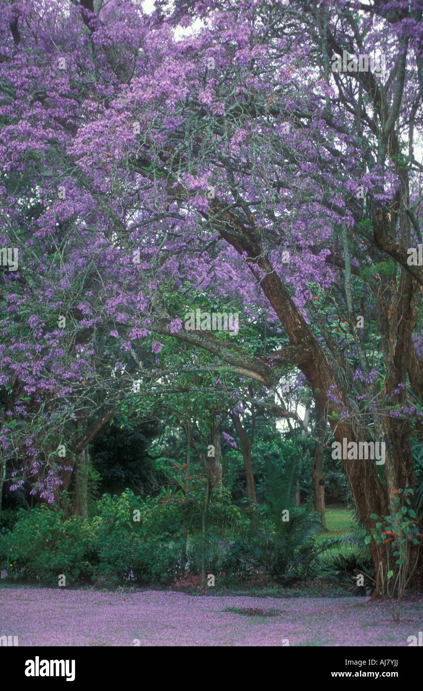 Jacaranda flower arusha tanzania tree Banque de photographies et d ...