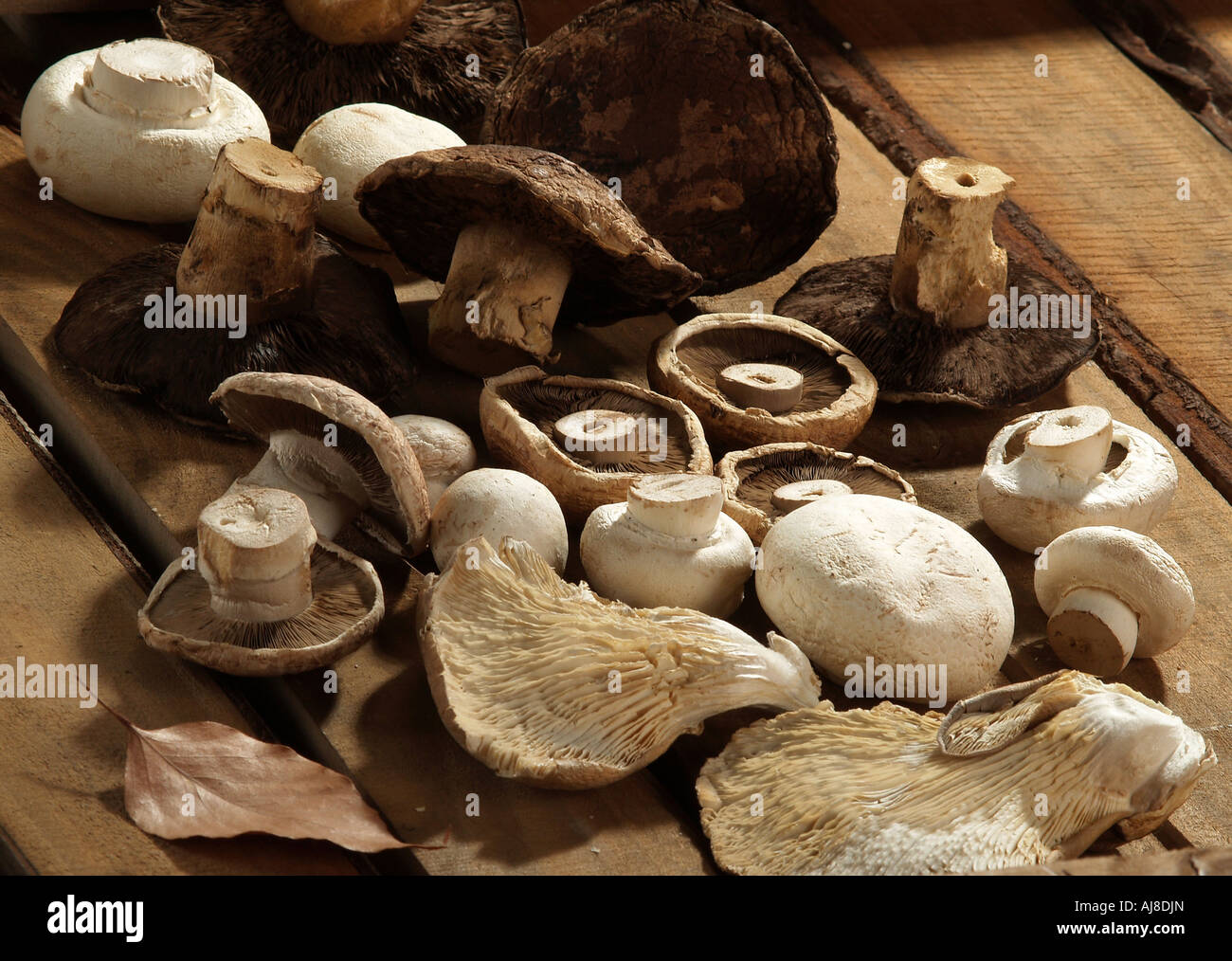 Différents types de champignons comestibles cultivées sur un fond de ...