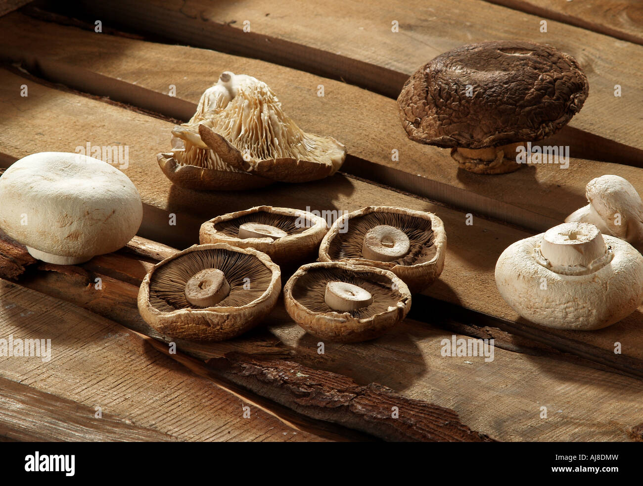 Différents types de champignons comestibles cultivées sur un fond de ...
