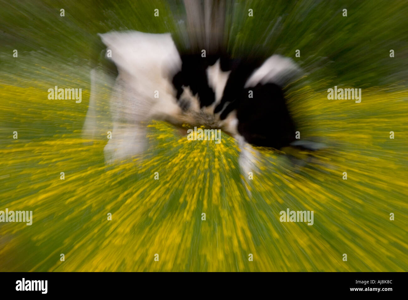 Vache zoom Banque de photographies et d’images à haute résolution - Alamy