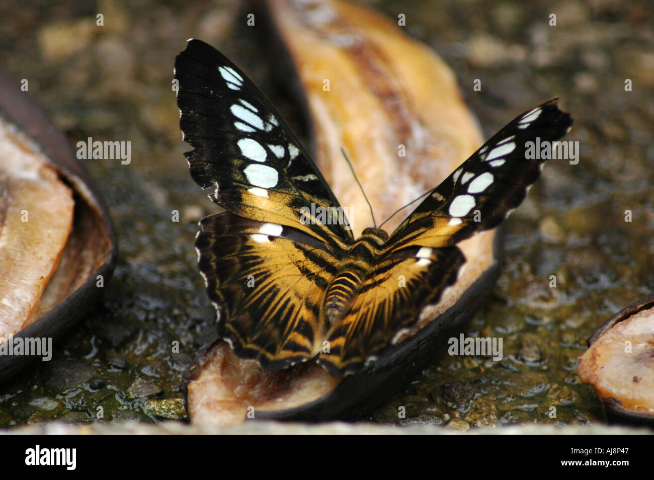 Papillon des fruits Banque de photographies et d’images à haute ...