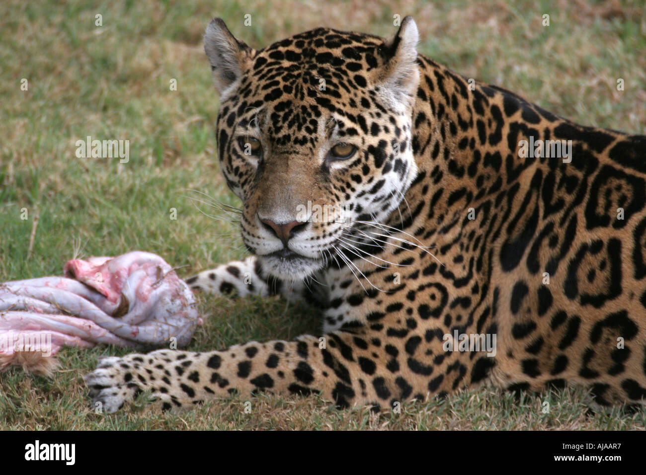 Proie de jaguar Banque de photographies et d’images à haute résolution ...