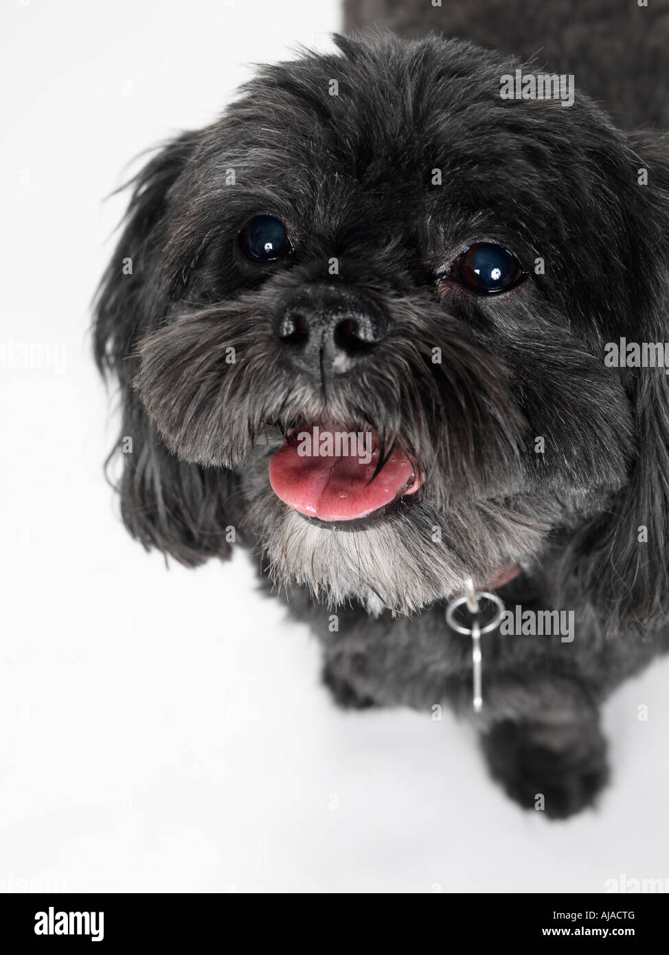 Old lhasa apso dog Banque de photographies et d’images à haute ...
