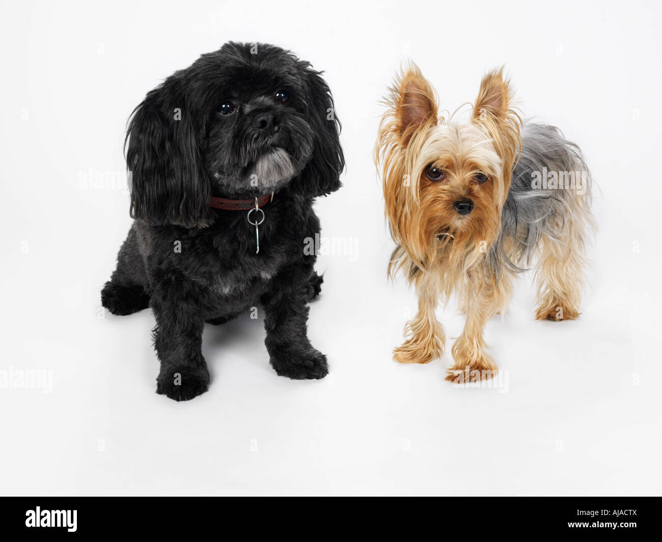 Old lhasa apso dog Banque de photographies et d’images à haute ...