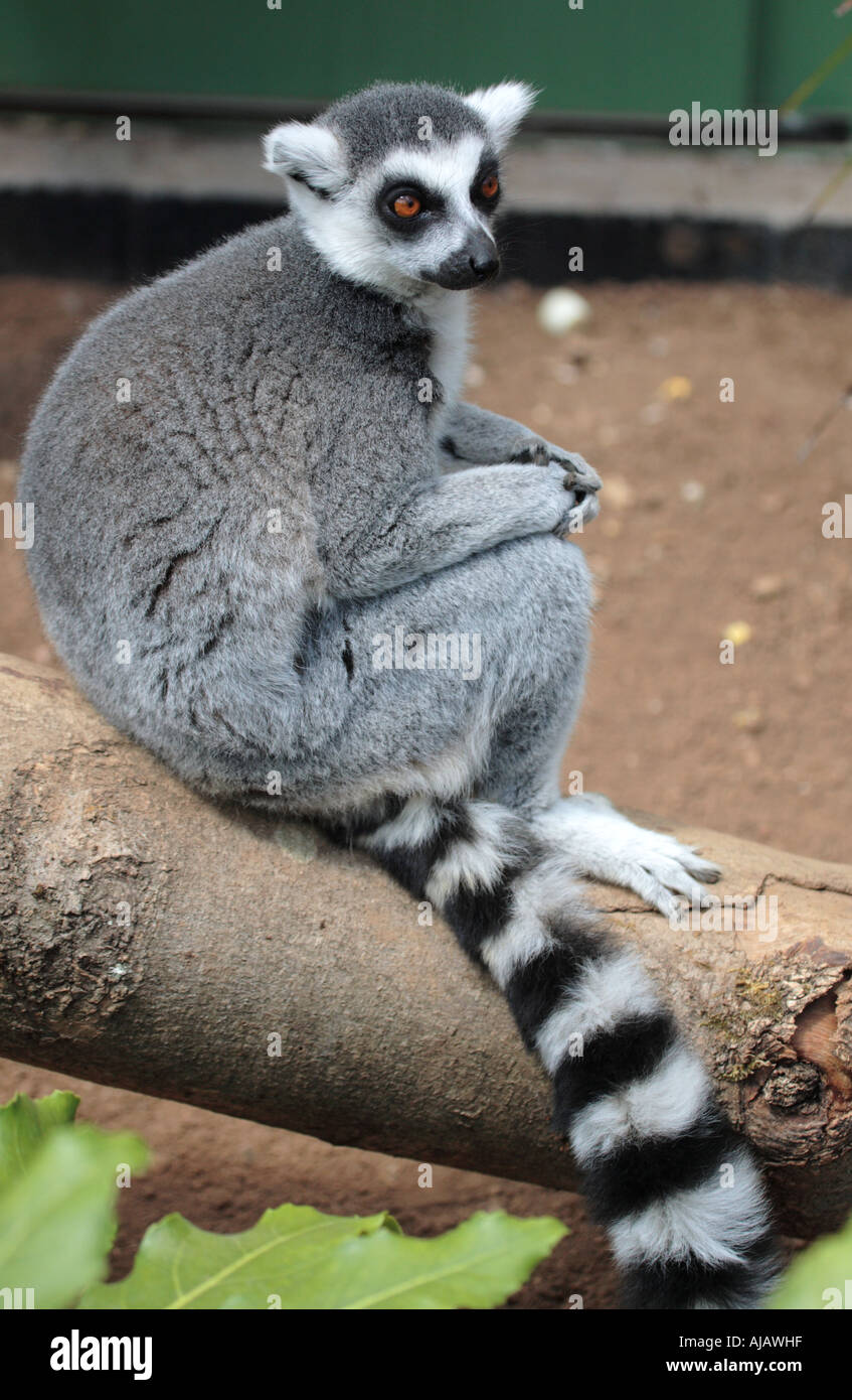 Madagascar lemur marsupial animal Banque de photographies et d’images à ...