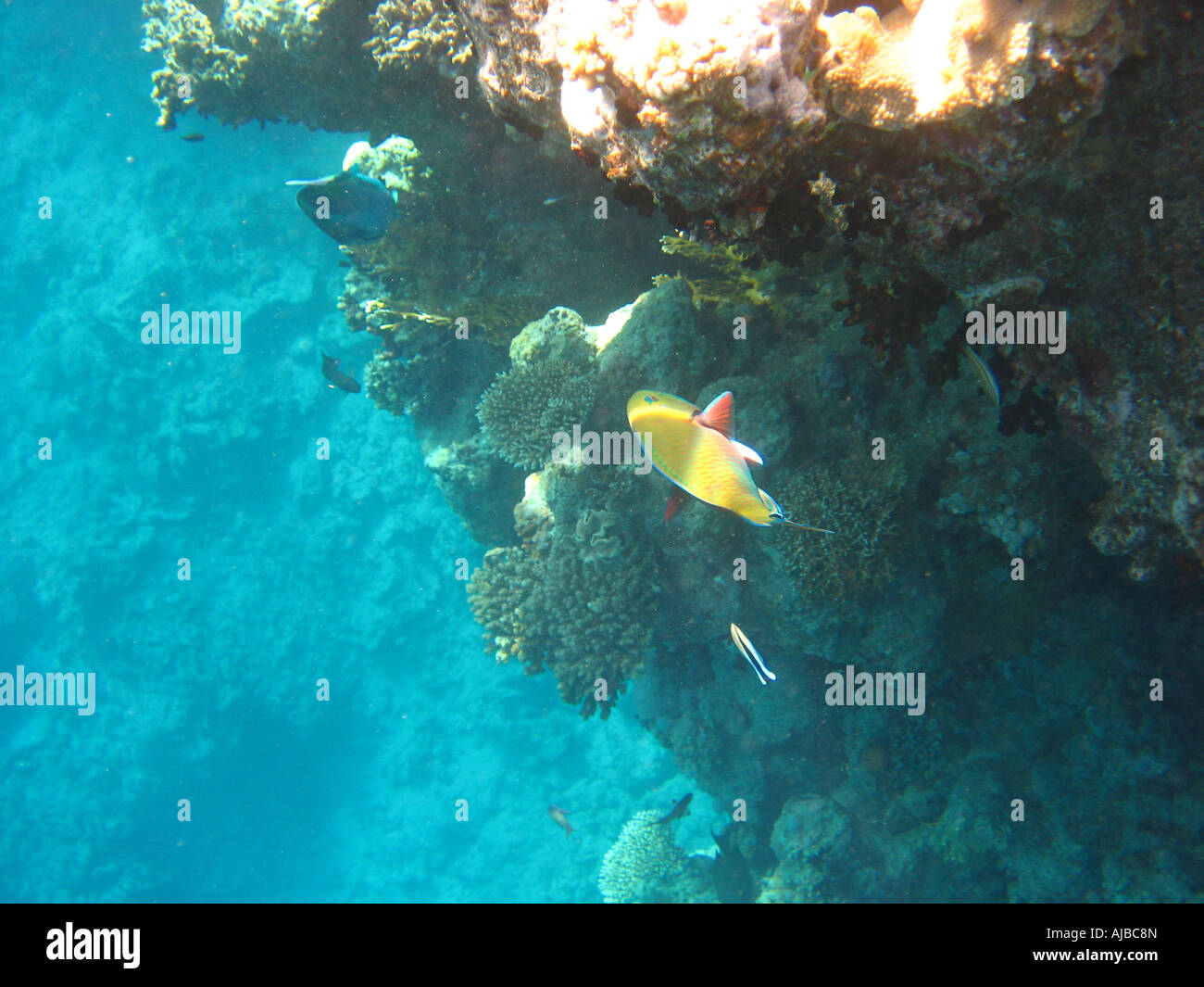 Image de poisson Banque de photographies et d’images à haute résolution ...