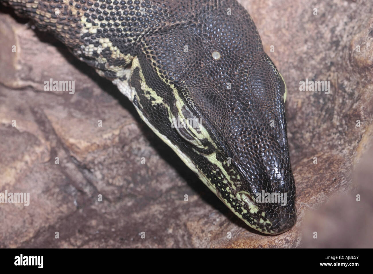 Parietal eye Banque de photographies et d’images à haute résolution - Alamy