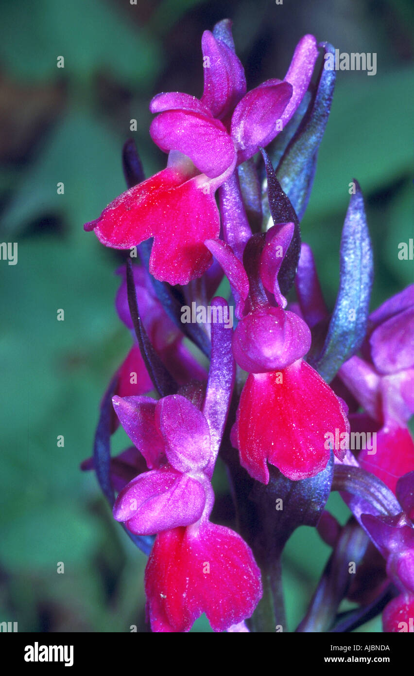Cuckoo flower dactylorhiza romana Banque de photographies et d’images à ...
