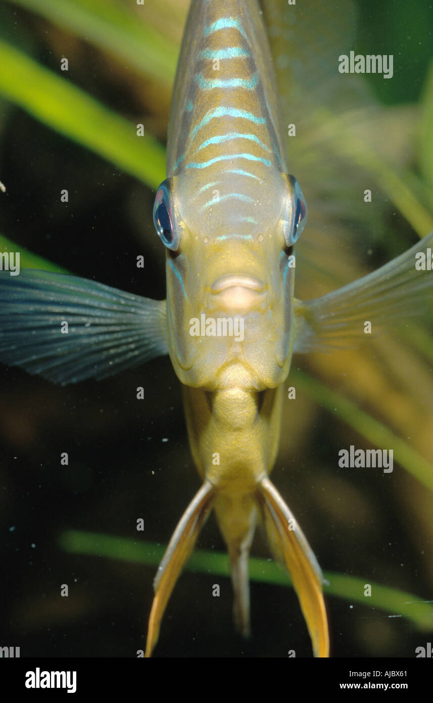 Discus fish portrait Banque de photographies et d’images à haute ...