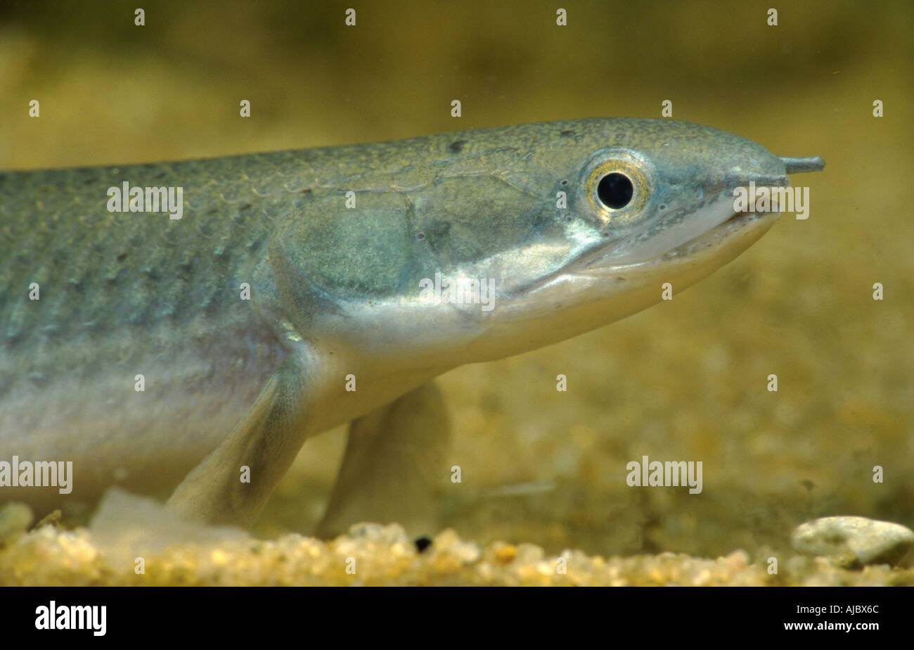 Senegal bichir polypterus senegalus Banque de photographies et d’images ...