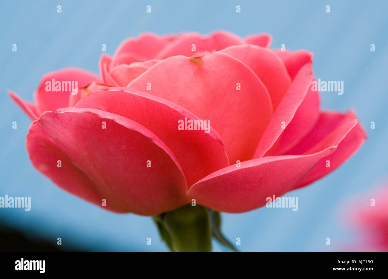 Rose fleur rond Banque de photographies et d’images à haute résolution ...