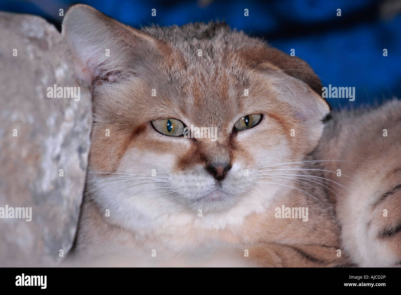 Felis margarita harrisoni Banque de photographies et d’images à haute ...