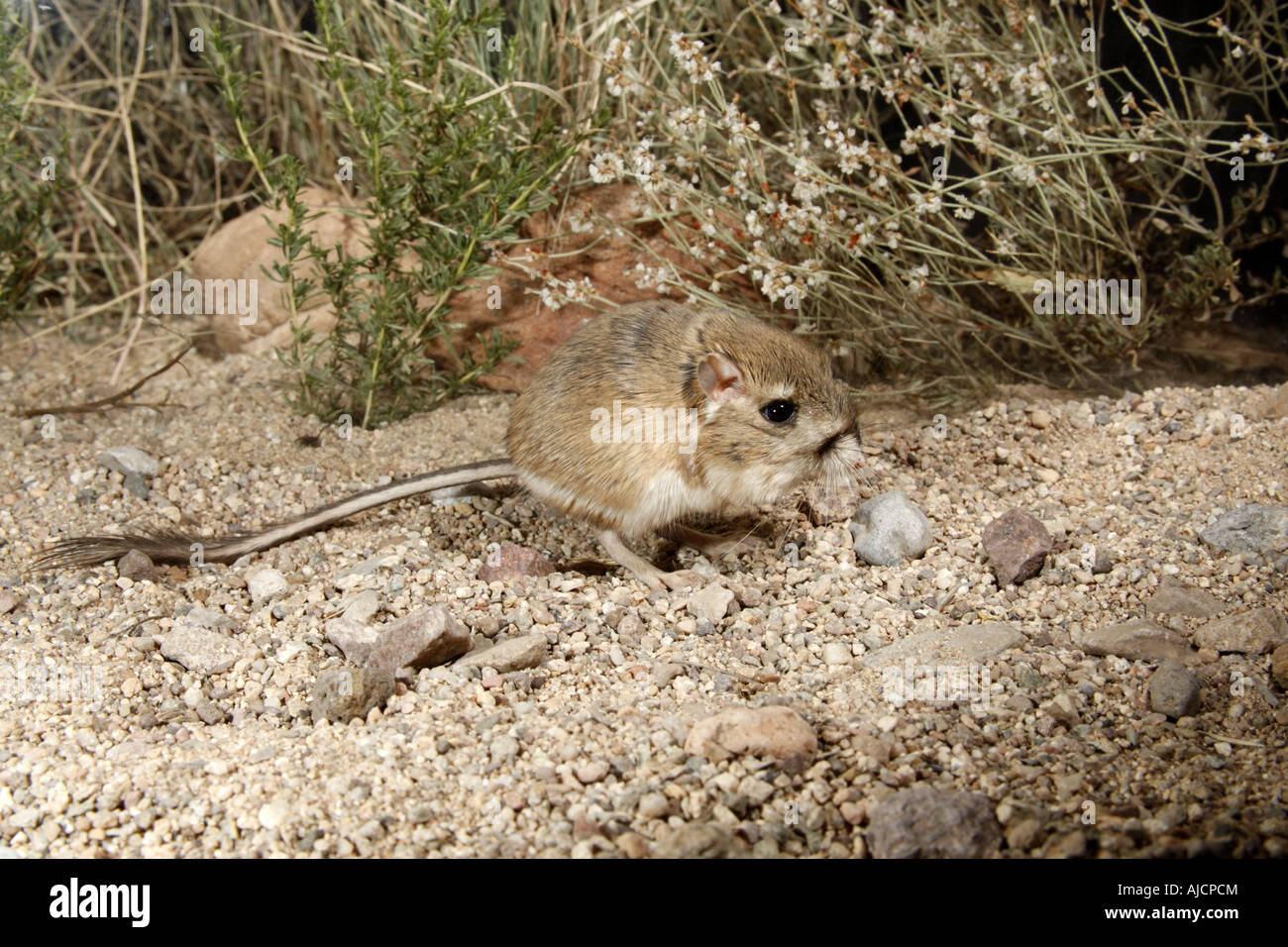 Dipodomys merriami Rat kangourou Merriam près d'Elgin ARIZONA United ...