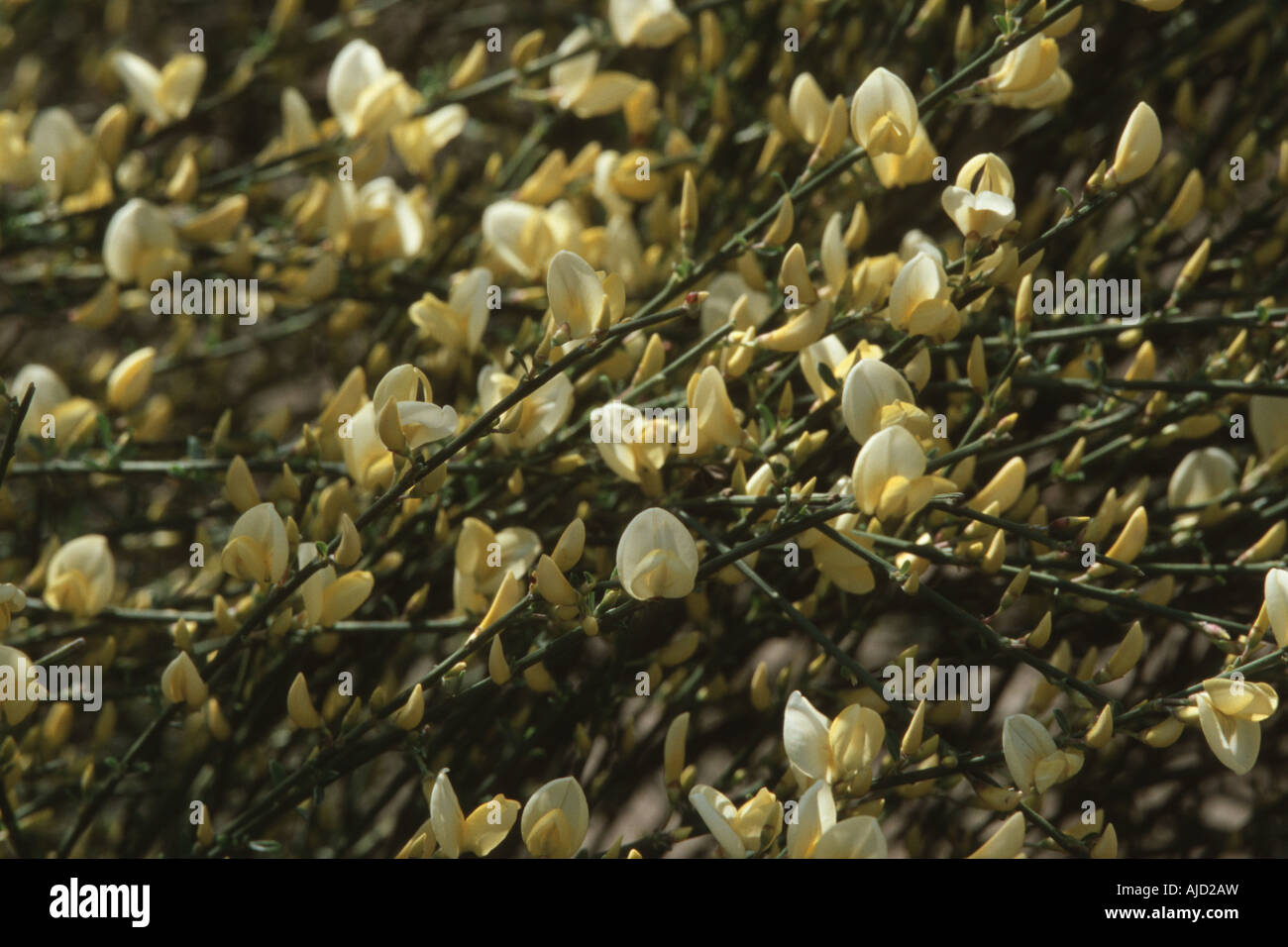 Cytisus x praecox Banque de photographies et d’images à haute ...