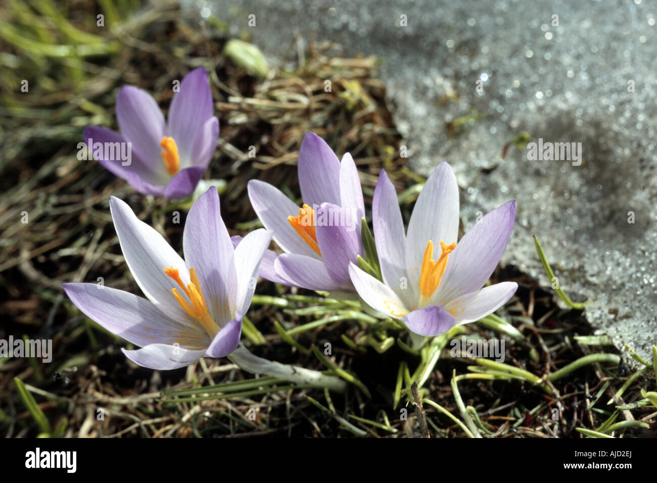 Crocus veluchensis Banque de photographies et d’images à haute ...